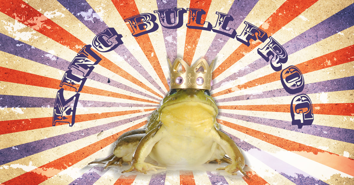 Help Launch King Bullfrog's First Album! | Indiegogo