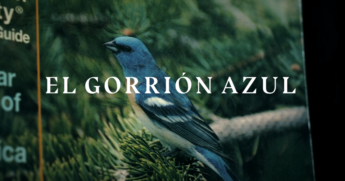 El Gorrión Azul - Cortometraje | Indiegogo