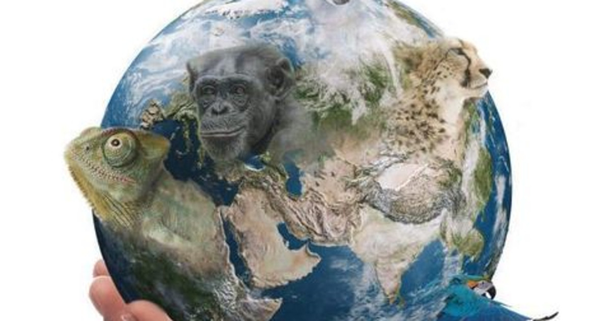 Save the Animals, Wildlife Documentary | Indiegogo