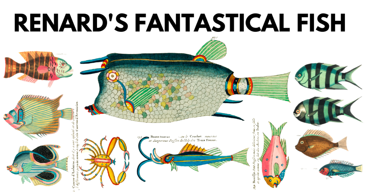 LOUIS RENARD'S FANTASTICAL FISH | Indiegogo