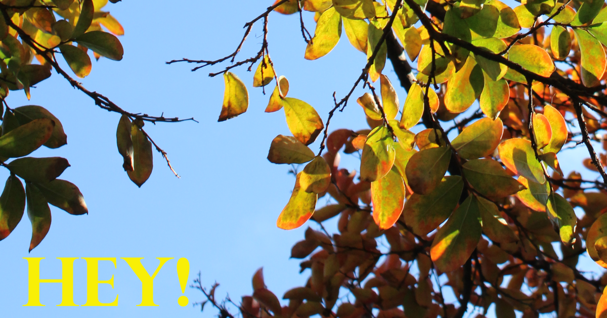 Hey!: An Australian Short Film | Indiegogo