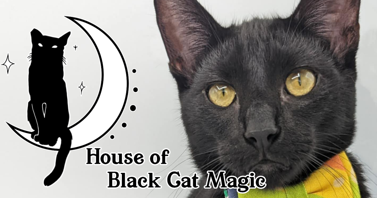 Dreams made flesh - House of Black Cat Magic | Indiegogo