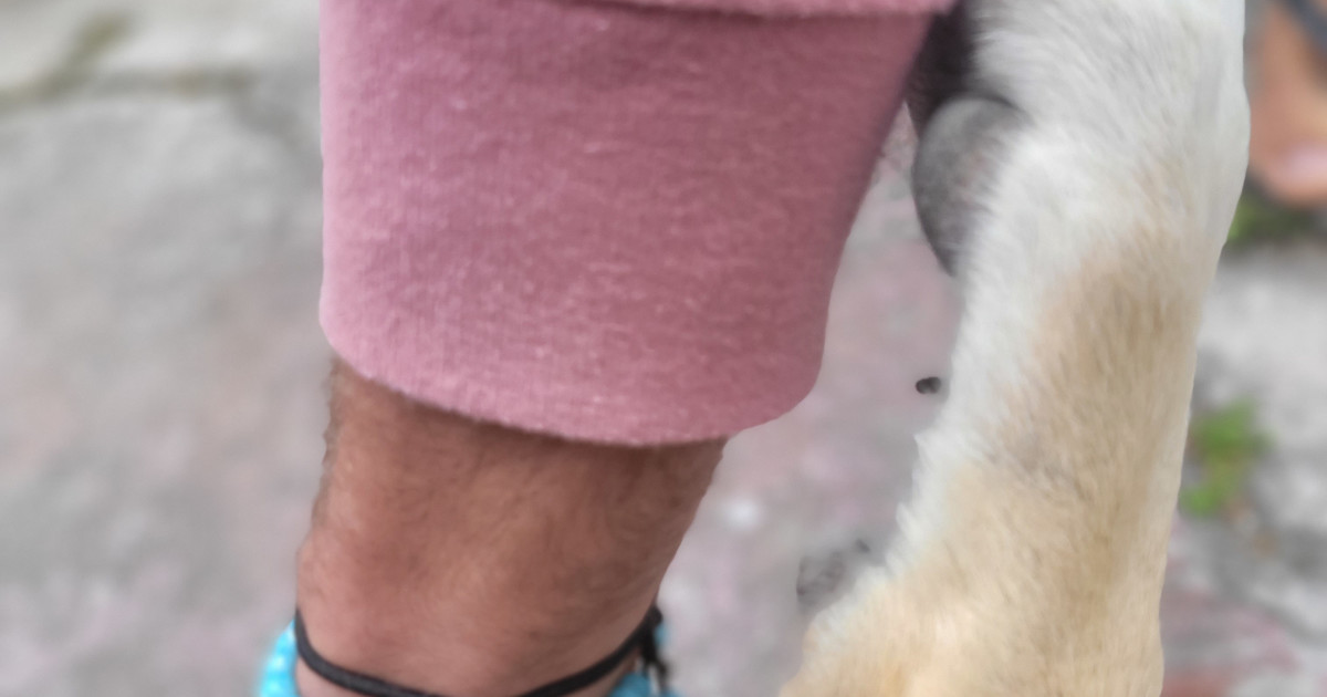 Saving Dogs Int. | Indiegogo