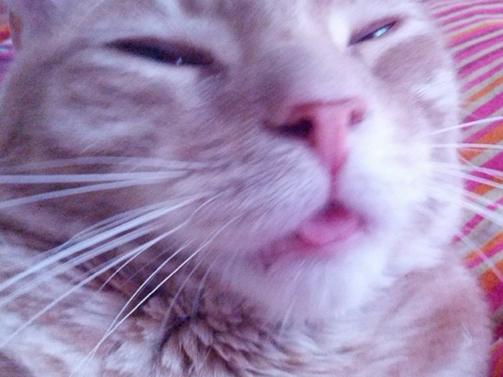 My Hooman Wants To Perform At A Comedy Festival Indiegogo