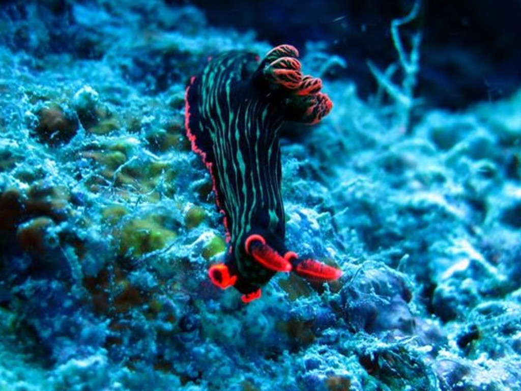 Branching out: Book of Nudis | Indiegogo