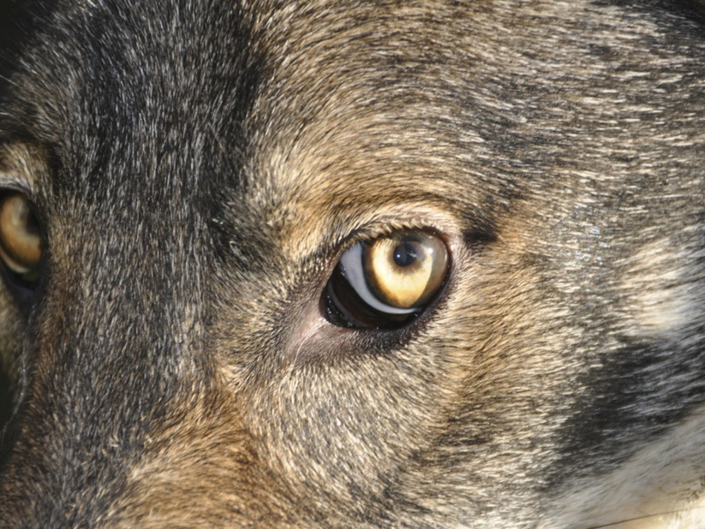 Yellowstone National Park Wolf Study | Indiegogo