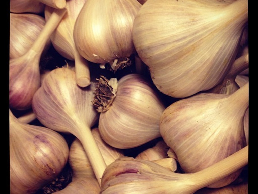 Four Paws Farm goes to school! | Indiegogo