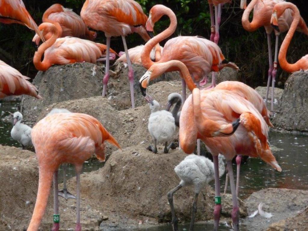 Why are the flamingos falling 'fowl'? | Indiegogo
