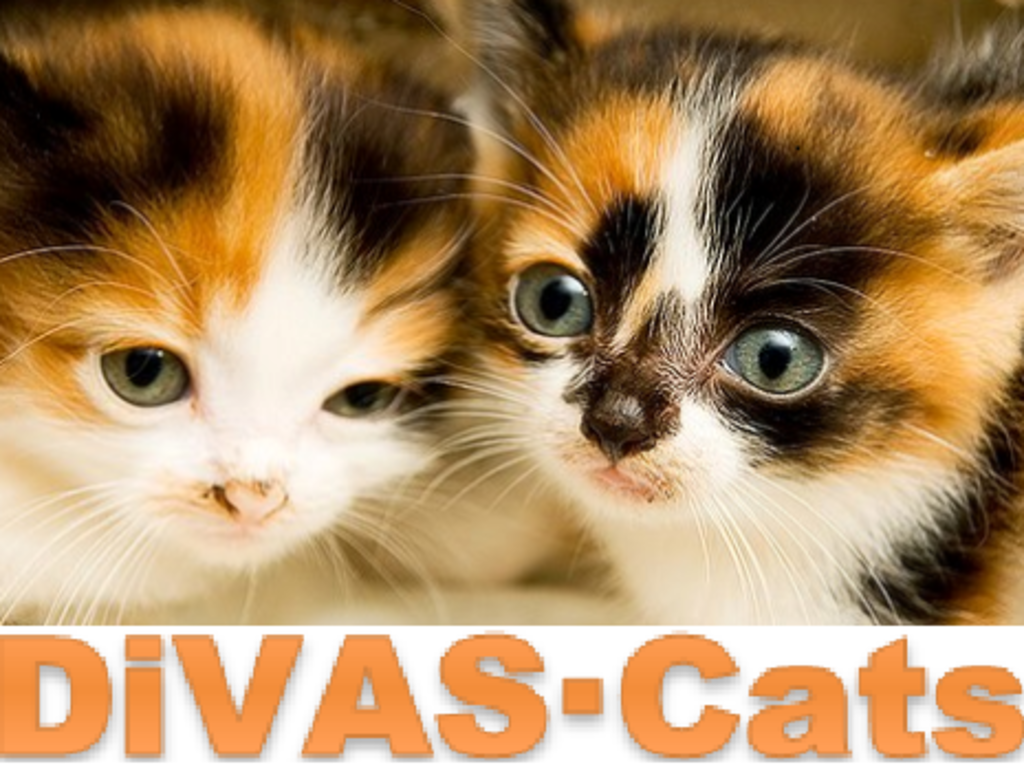 Loving Feral Cats - DiVAS Cats | Indiegogo