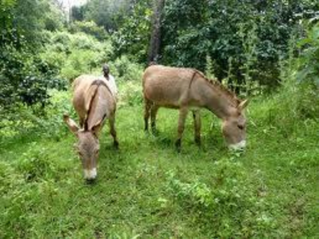 Save the African Donkeys from more misery | Indiegogo