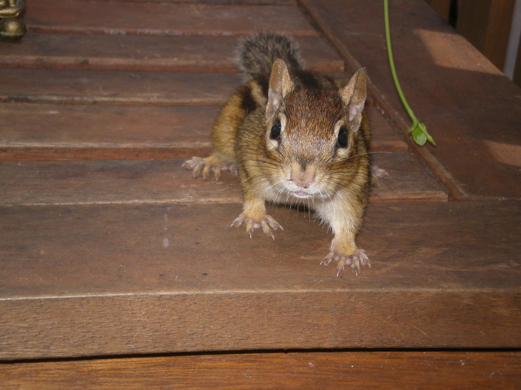 Chippy The Chipmunk Project | Indiegogo