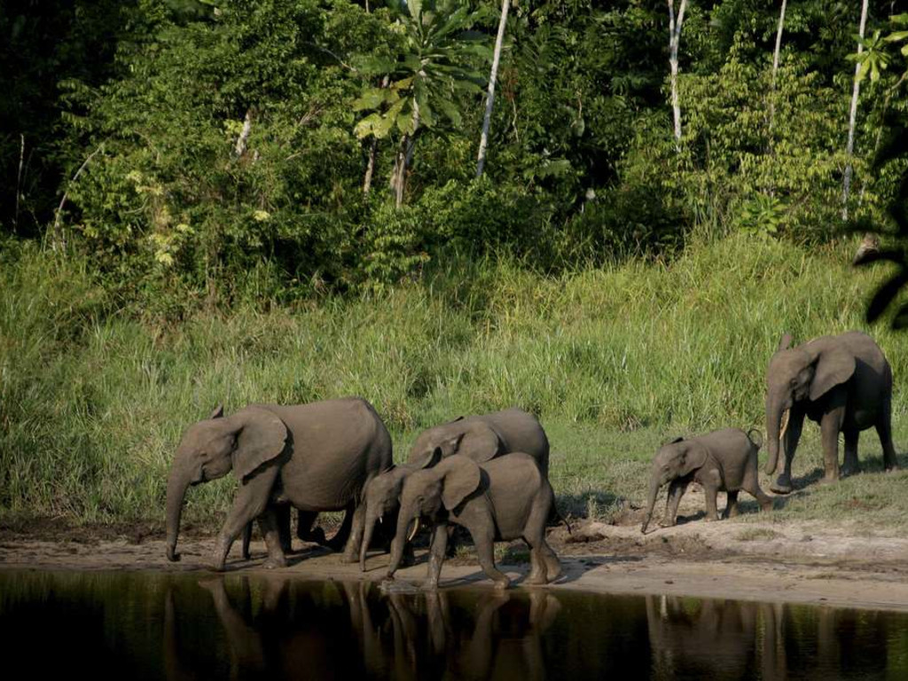 Monitoring Forest Elephants & Poaching in Ghana | Indiegogo