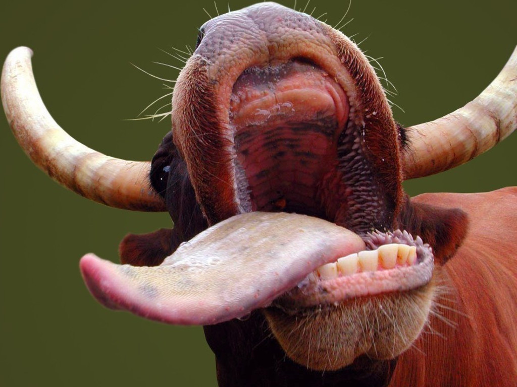 Theatre de La Vache Folle | Indiegogo