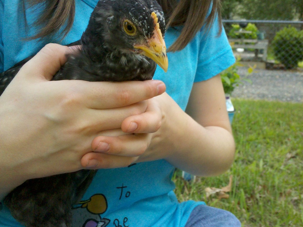 Support Backyard Chicken Flocks Indiegogo