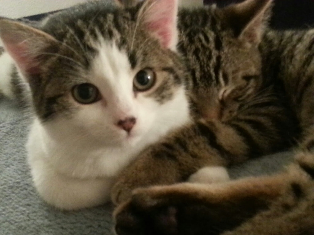 Halifax Cat Rescue Society | Indiegogo