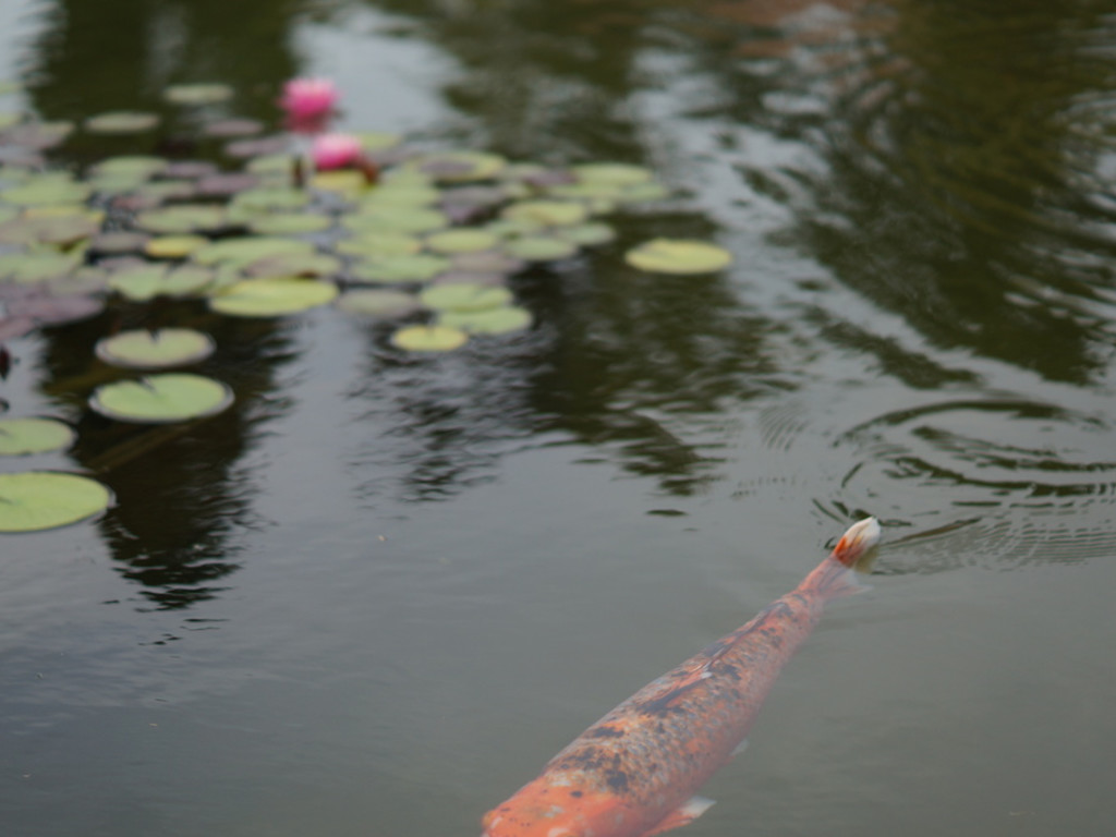 Student Photography Project Abroad | Indiegogo