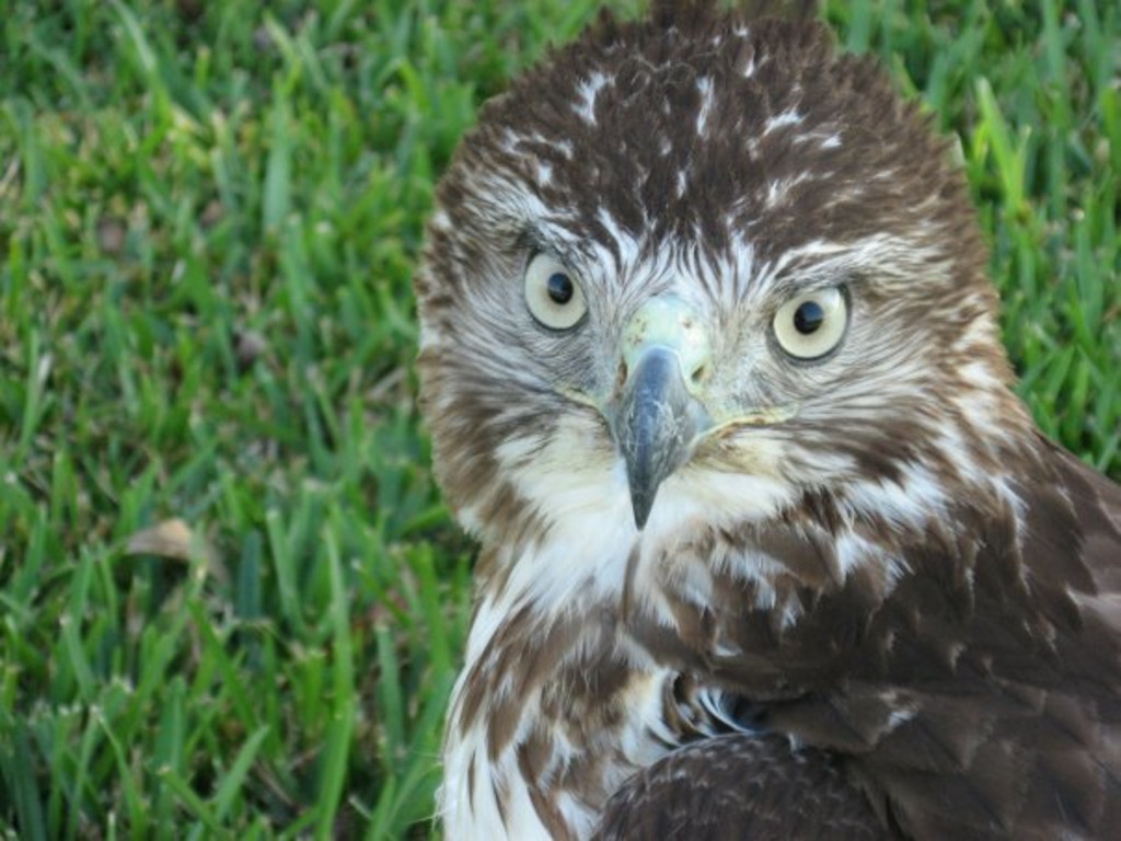 Eagle Scout Raptor Cage Project | Indiegogo