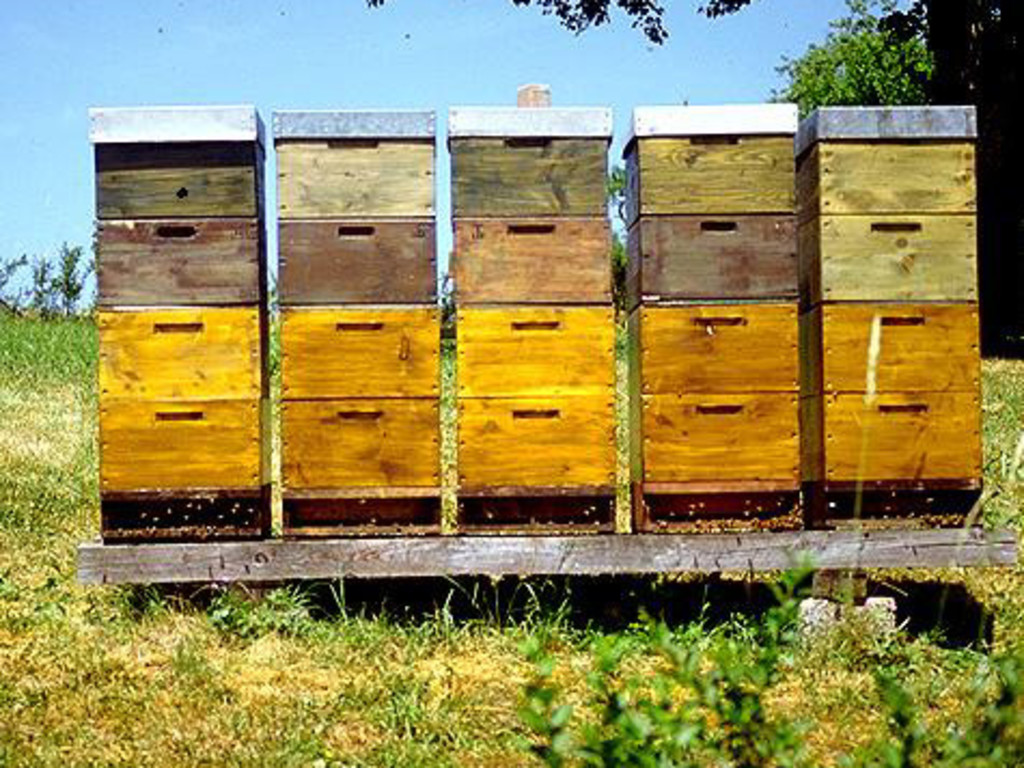 The Yooper Honey Bee Project | Indiegogo