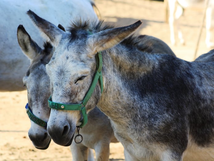 Safe Haven for Donkeys in the Holy Land | Indiegogo