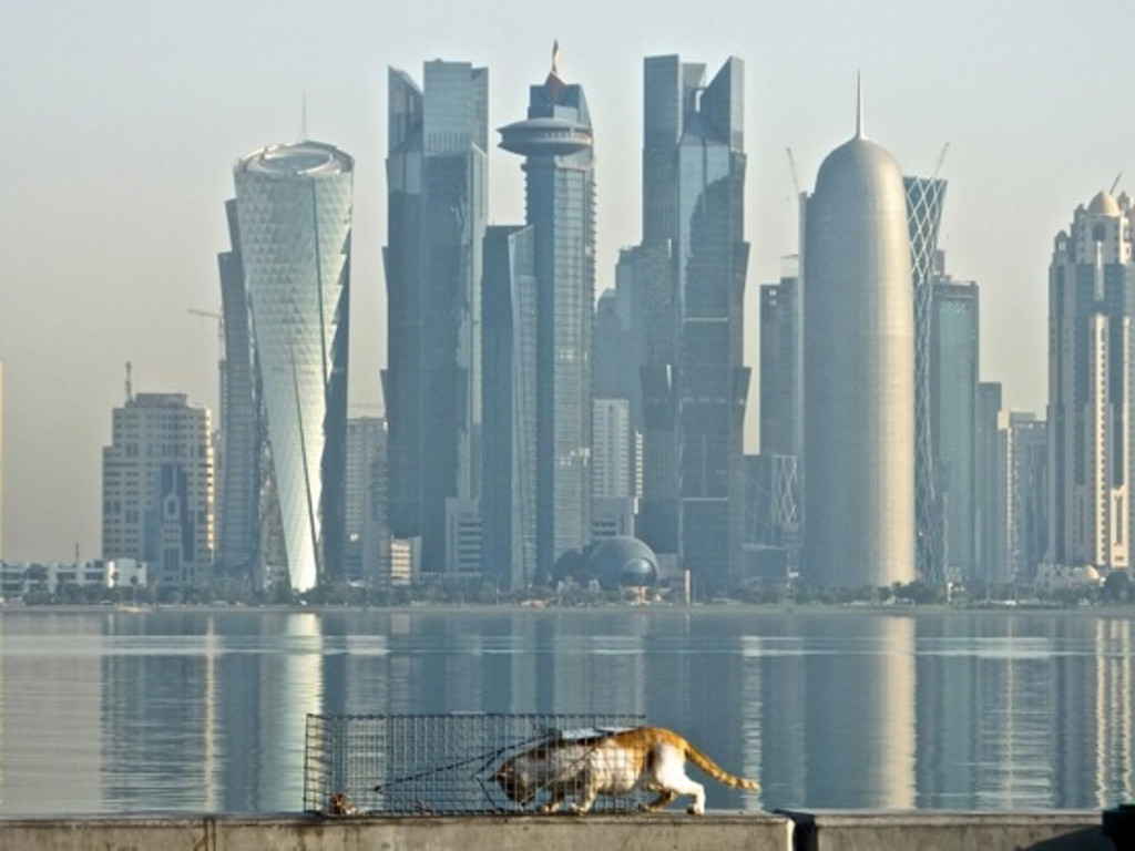 Raising funds for Doha Cats for National TNR Day | Indiegogo