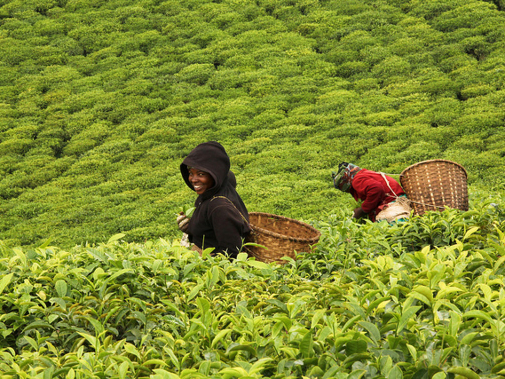 Eco-friendly Rwandan horticulture enterprise | Indiegogo