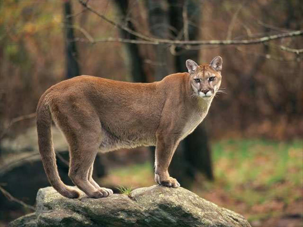 Photographing the Elusive Cougar | Indiegogo