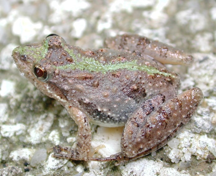 Frog Conservation Research at Tarleton State Univ. | Indiegogo