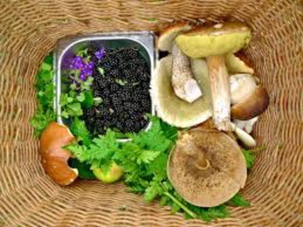 foraging map app | Indiegogo