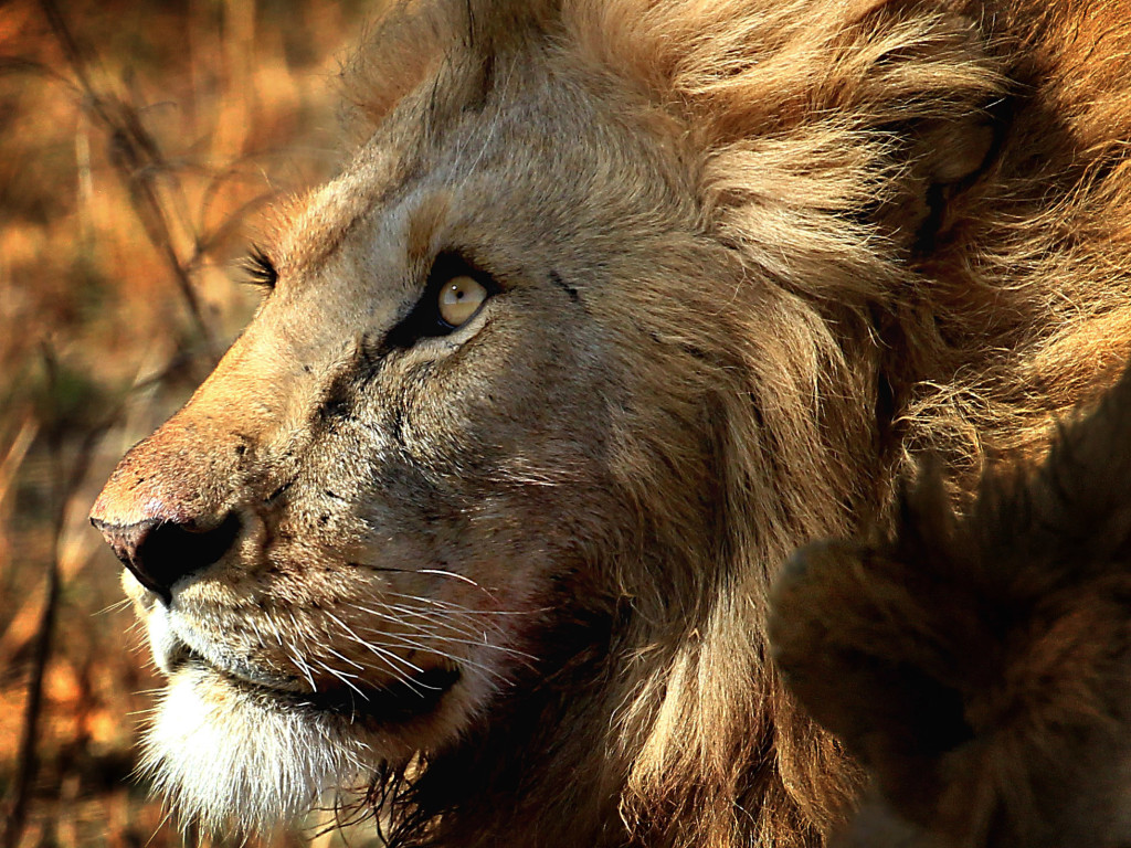 Tanzania Lion Illumination Project | Indiegogo