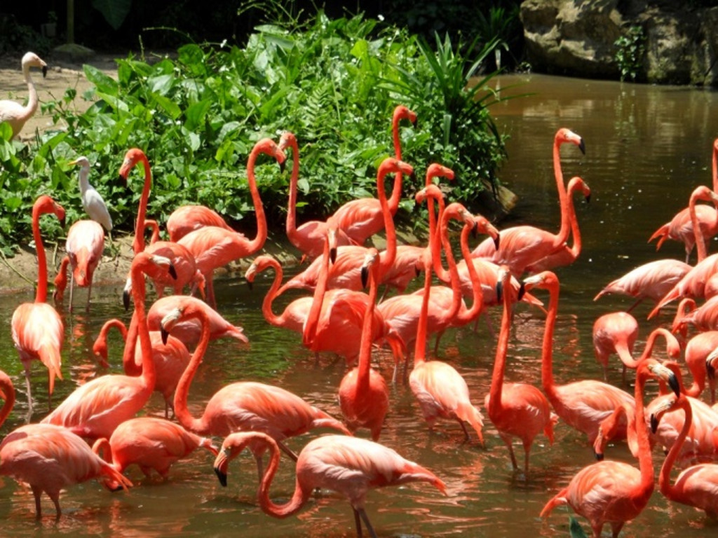 SWAN Project's 40 for $40K | Indiegogo