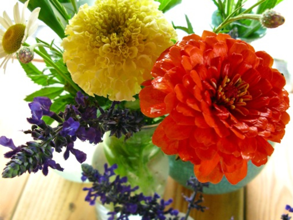 Plants and Blooms ReImagined | Indiegogo