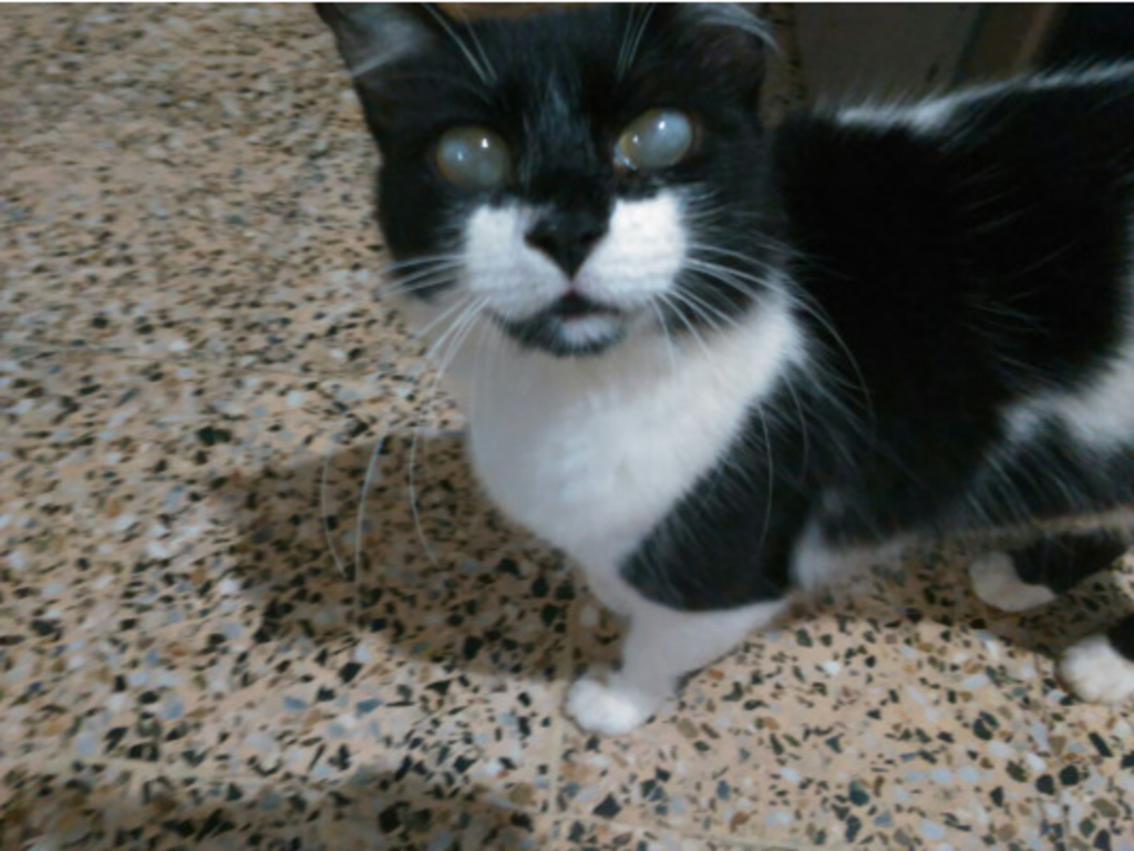 Help for Cats in Venezuela | Indiegogo