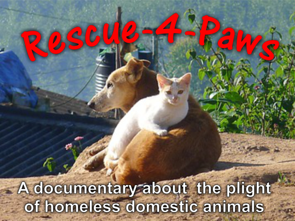 Documentary on the plight of homeless animals | Indiegogo