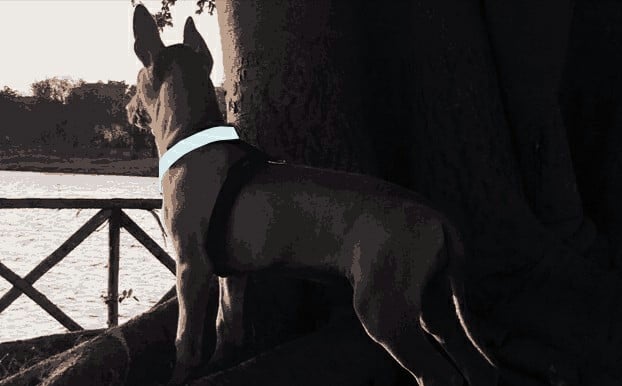 save-street-dogs-lives-support-dog-foundations-indiegogo