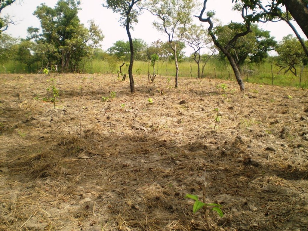 Economic Tree Planting for Rural Ghana | Indiegogo