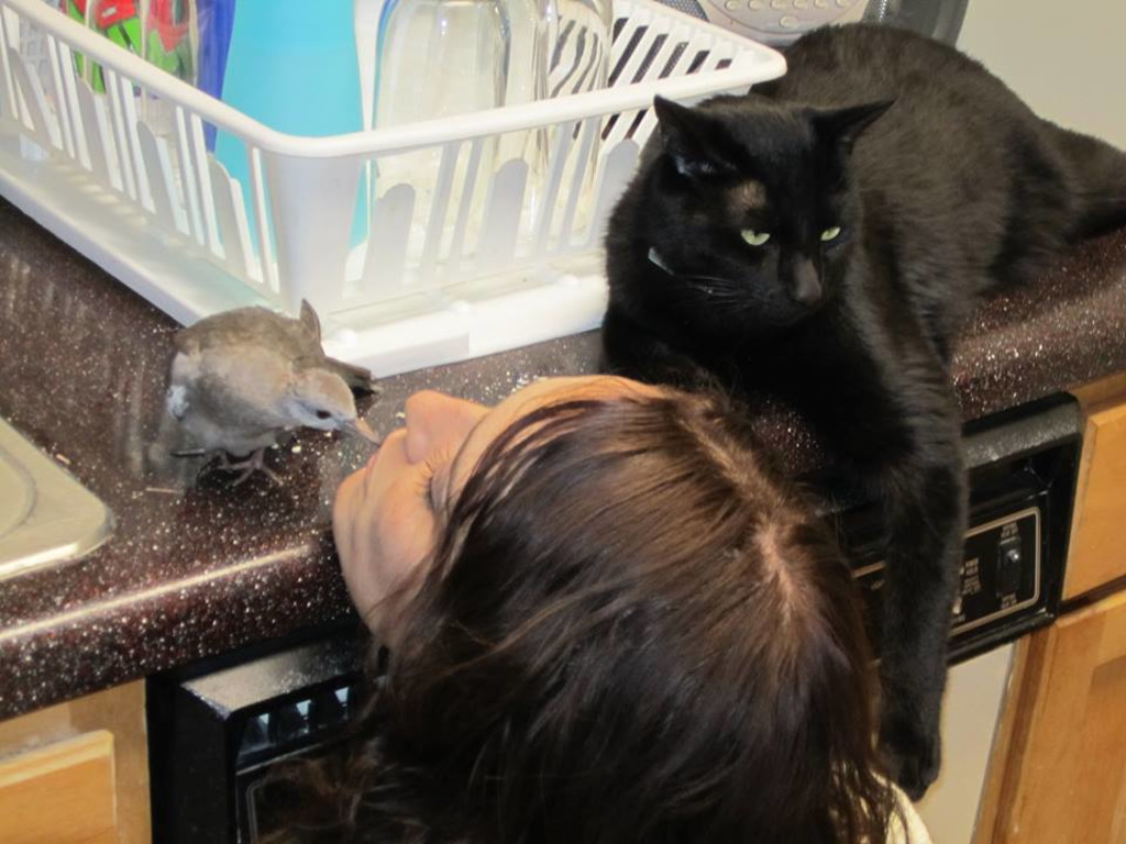 Getting my pets back | Indiegogo