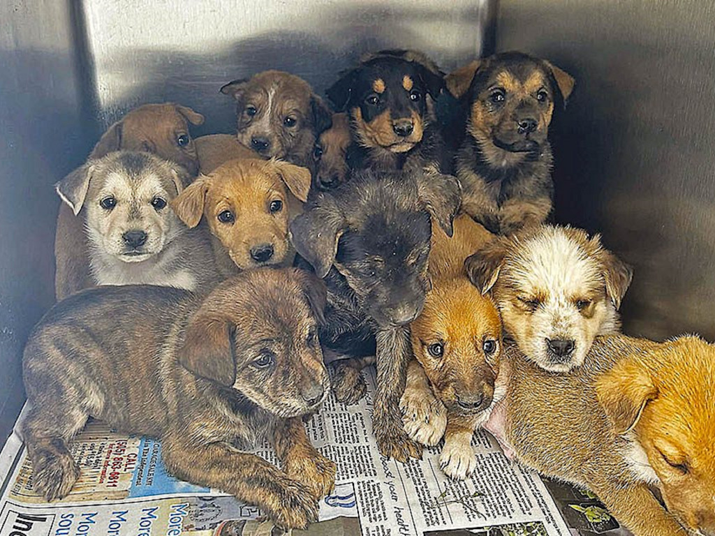 Supporting stray dogs and cats | Indiegogo