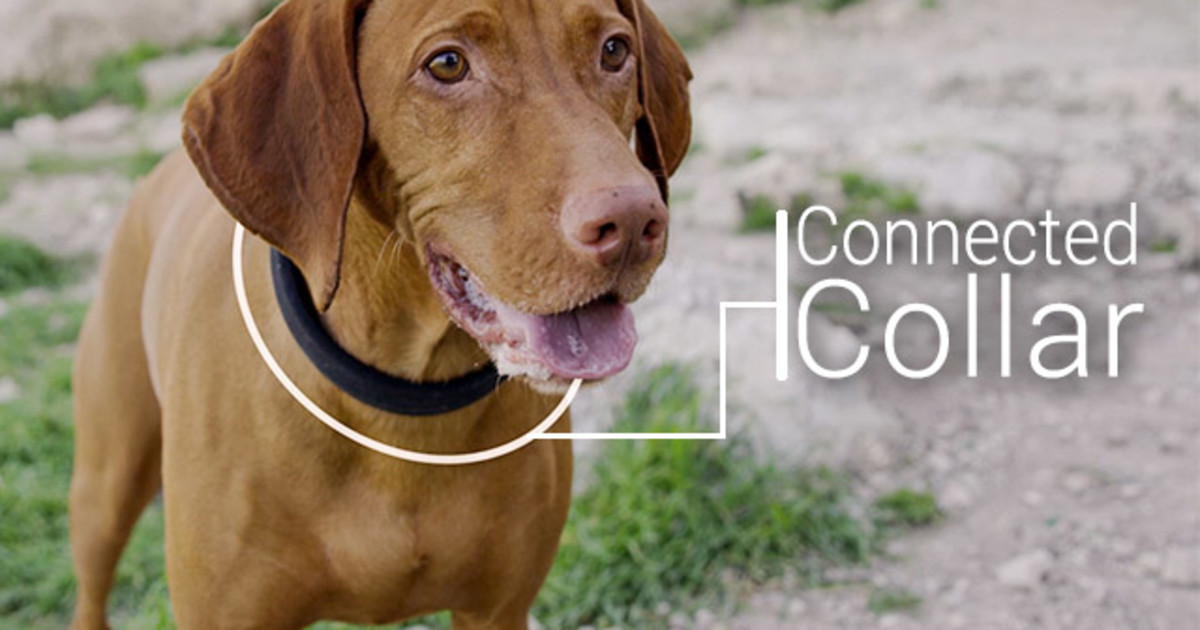 The First All-In-One Smart Dog Collar | Indiegogo