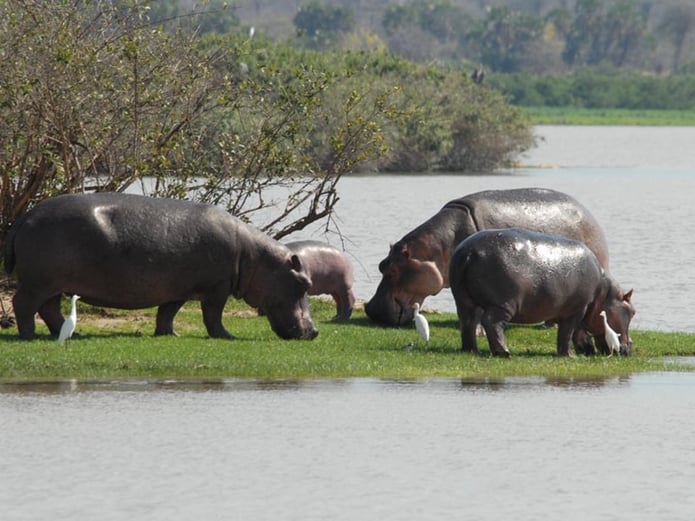 Amazing Wildlife in Tanzania by Steppe Dogs!! | Indiegogo