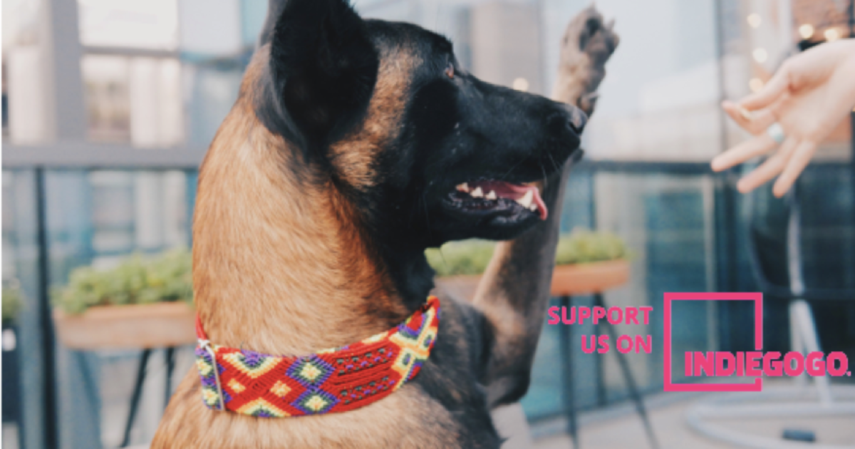 A dog collar that promotes cultural inclusion | Indiegogo