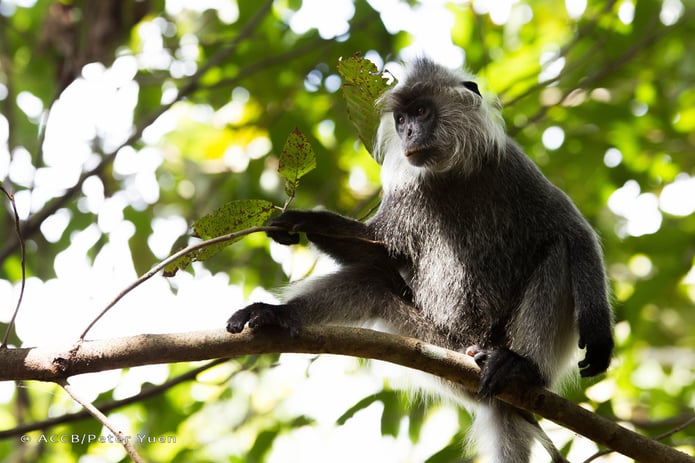 Save Cambodia's Wildlife | Indiegogo