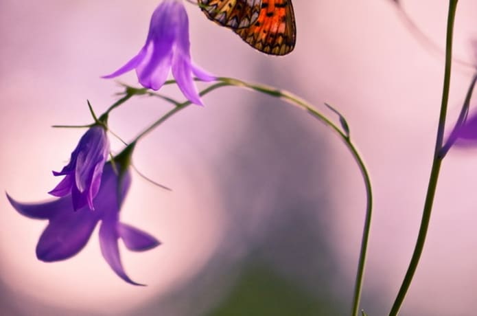 A Magical World Of Insects Photography Book | Indiegogo