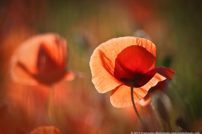 A Magical World Of Insects Photography Book | Indiegogo