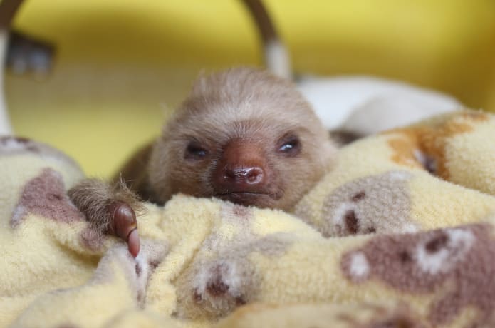 Sloth Deformities - a genetic study | Indiegogo