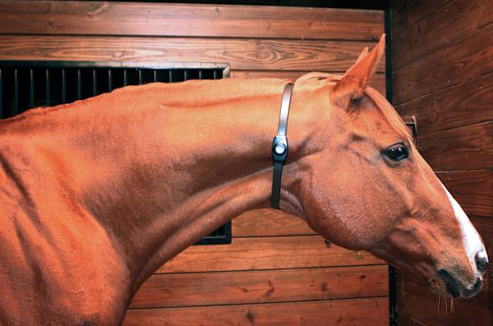 Equine Night Check | Indiegogo