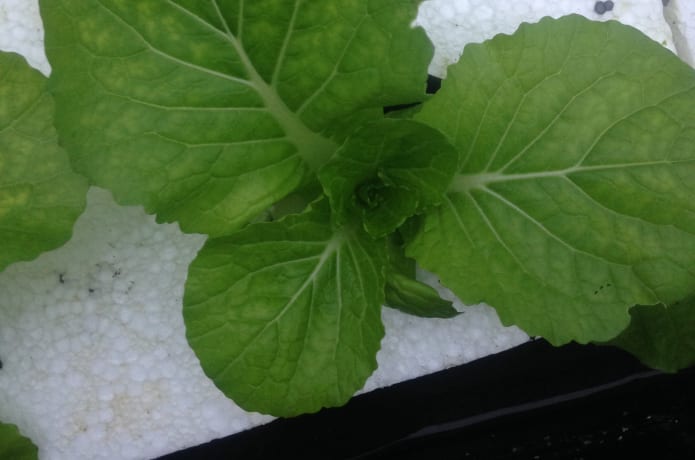 DuckPonics for Organic Vegtables and Fruit | Indiegogo