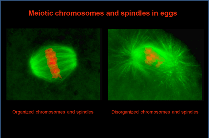Develop Pregmama's therapy to prevent miscarriage, infertility & birth ...