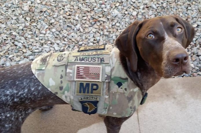 Dog Vests 4 Vets | Indiegogo