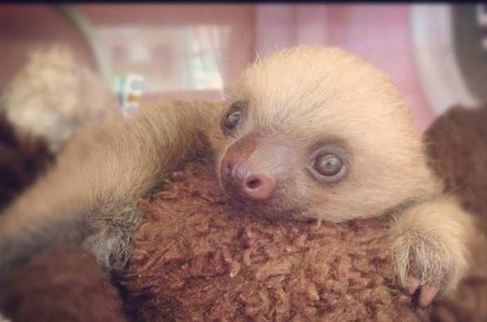 Save Our Sloths | Indiegogo