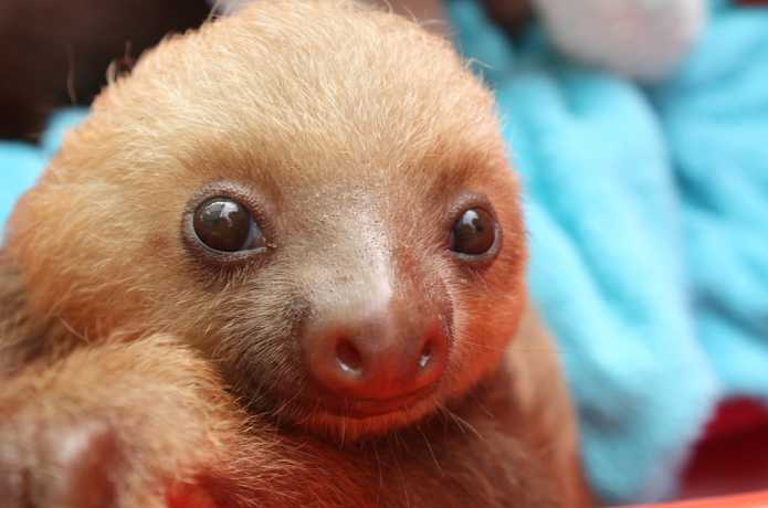 Save Our Sloths | Indiegogo